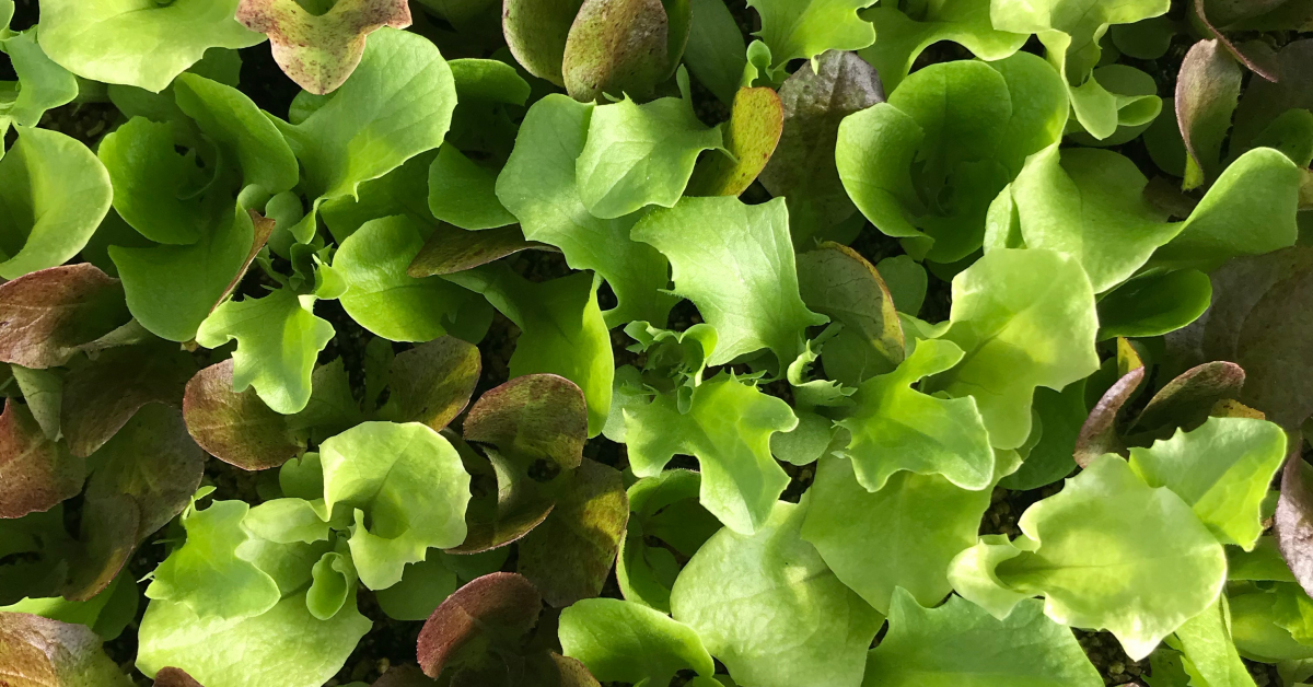 Whippletree Farm & Forest: Vegetables | Lumber | Annapolis Royal, NS