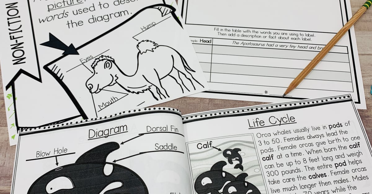 Orca Whale Small Reader and Nonfiction Text Feature Activity FREE Resource