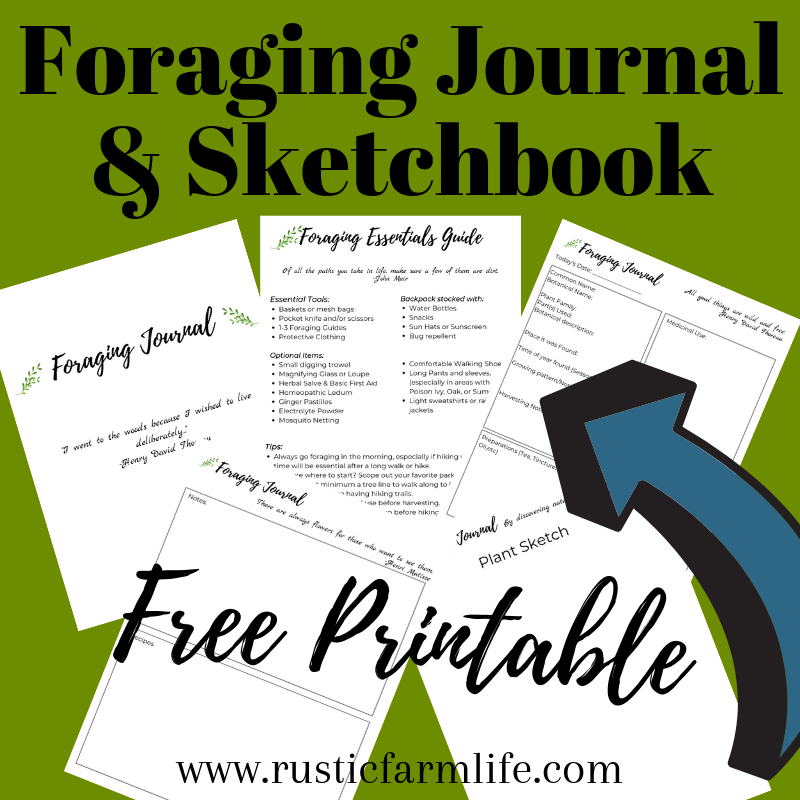 Foraging Journal & Sketchbook