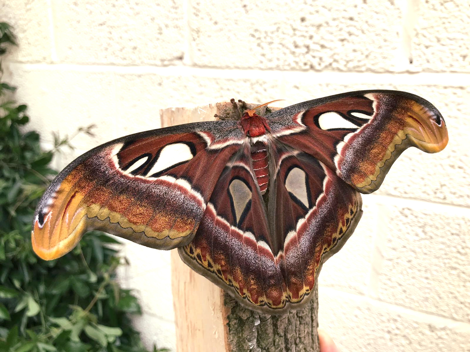 Contact – Time to Breed