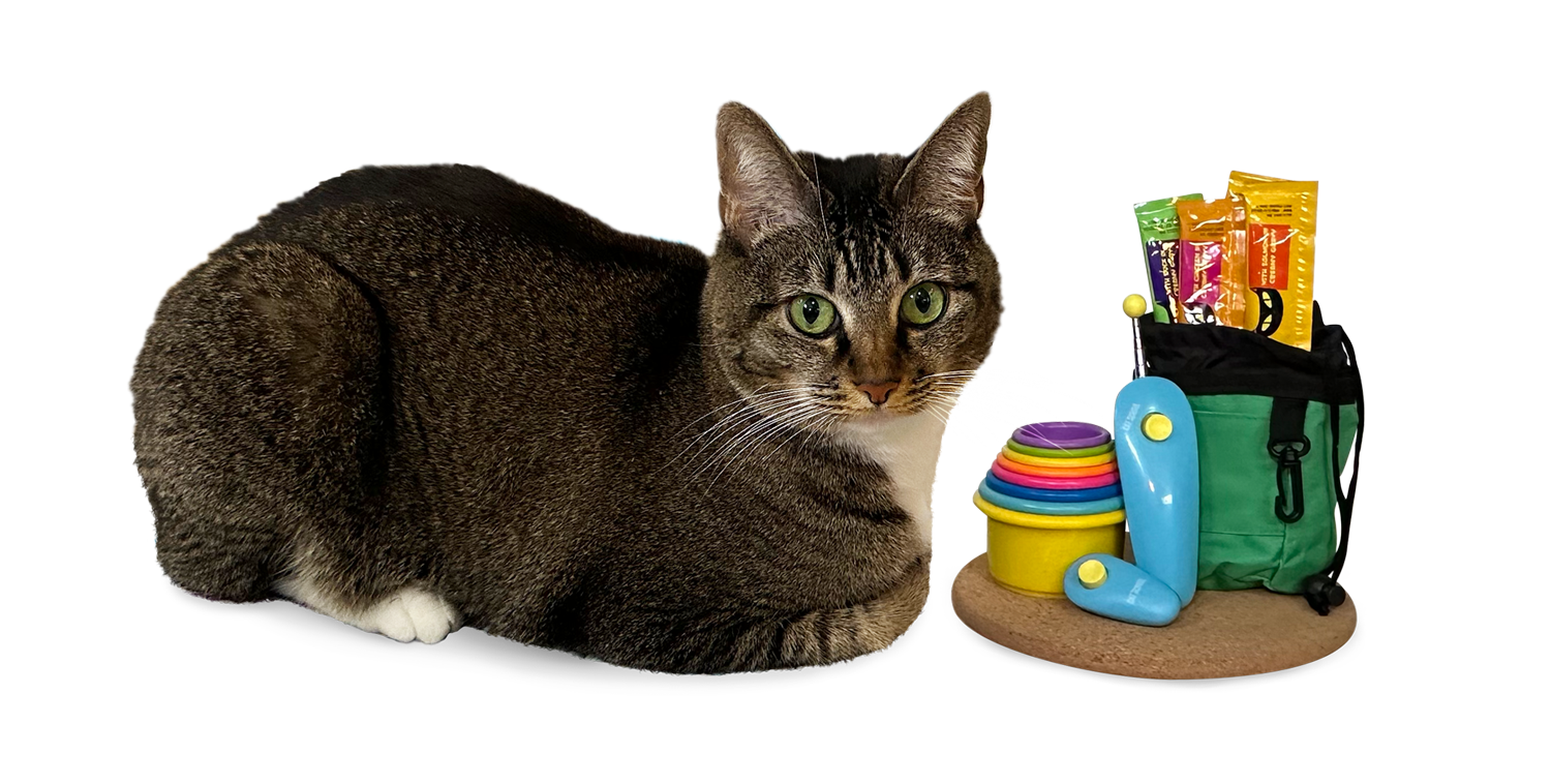 Activities For Indoor Cats Activities For Indoor Cats