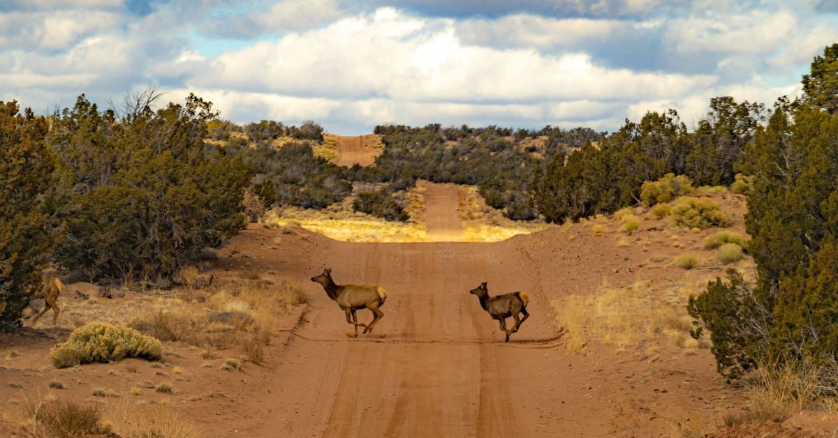 40 Acres Apache County, AZ