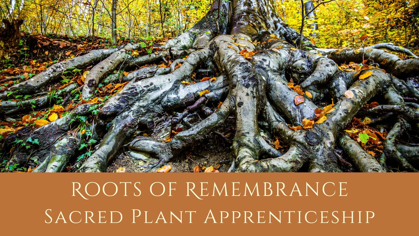 Roots of Remembrance - Sacred Plant Apprenticeship