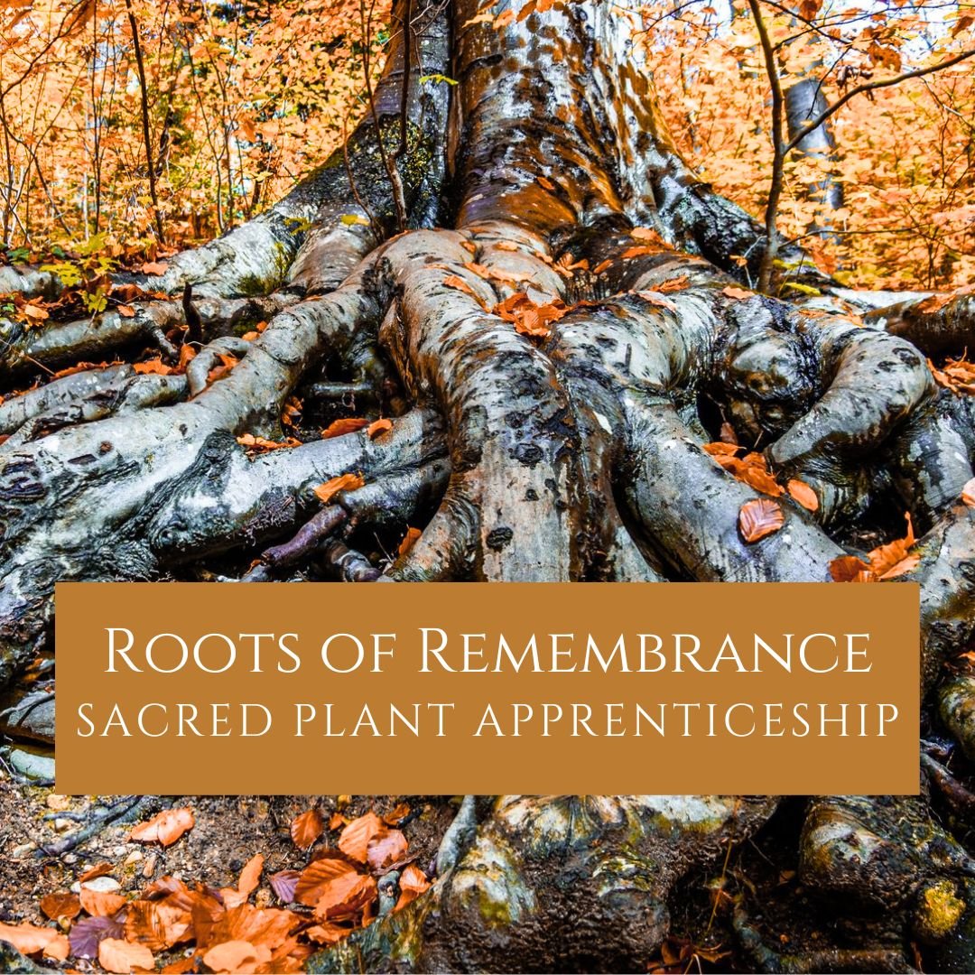 Roots of Remembrance - Sacred Plant Apprenticeship