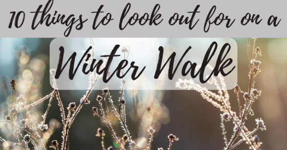 10 things to spot on a winter walk free nature guide