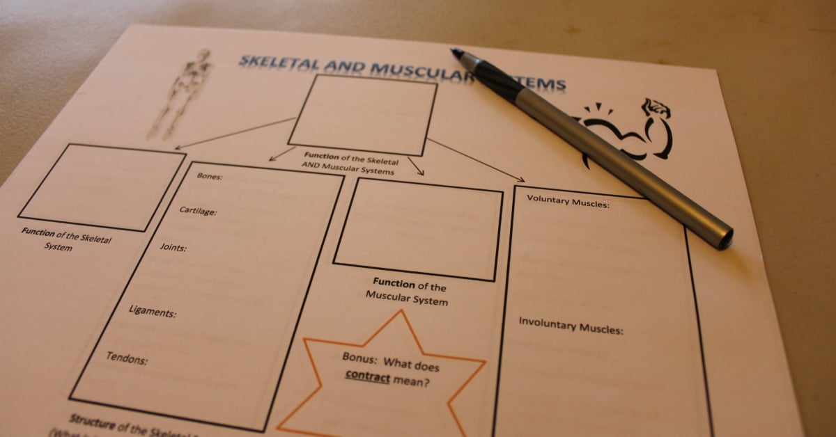 Free Skeletal and Muscular System Graphic Organizer
